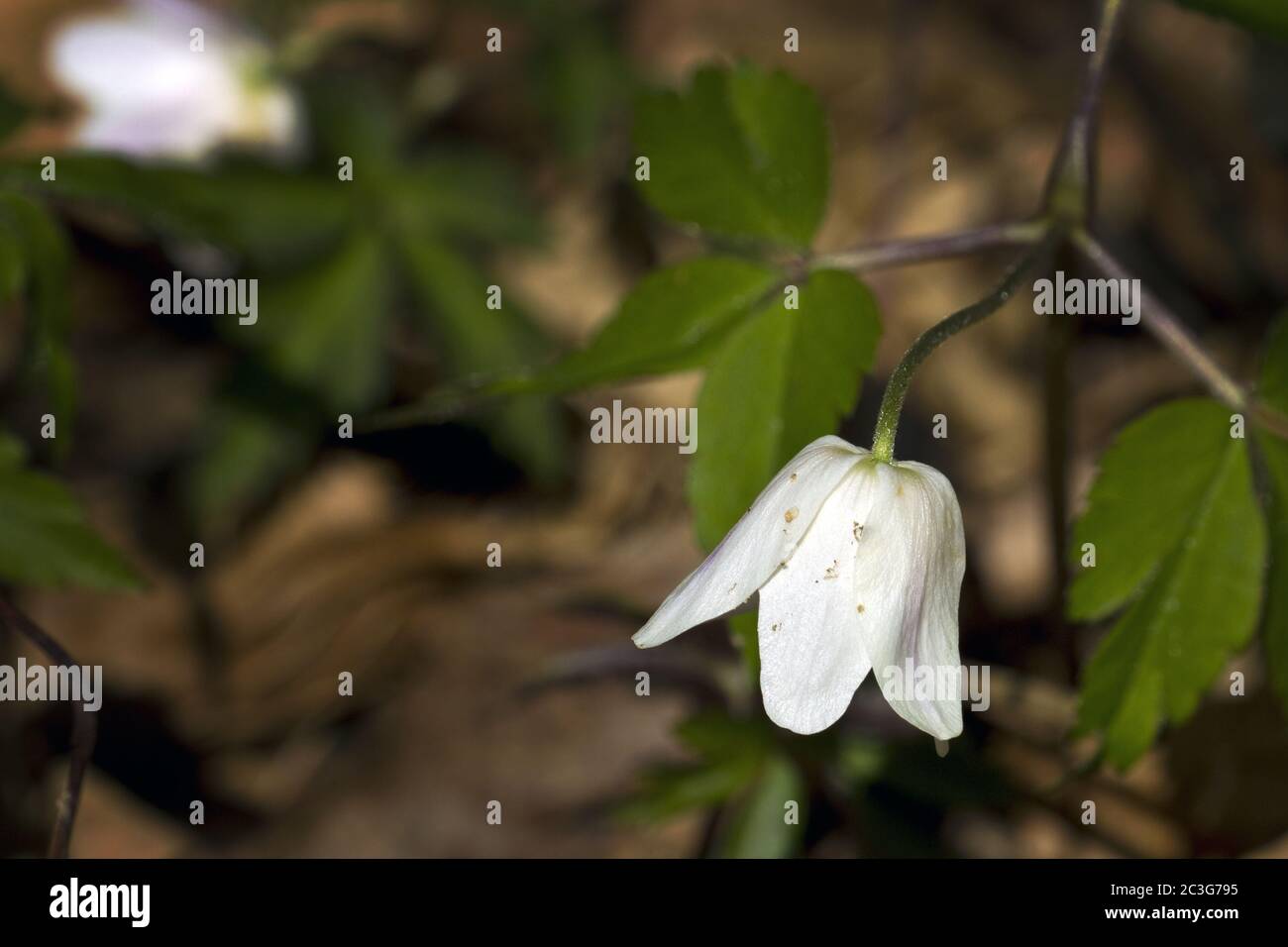 Yellow colchicum hi-res stock photography and images - Alamy