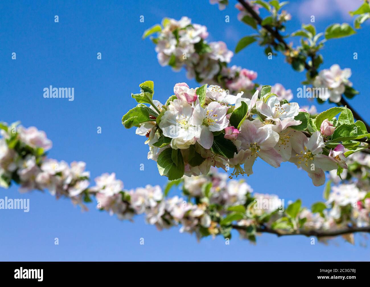 Flowering branch of apple tree Stock Photo - Alamy