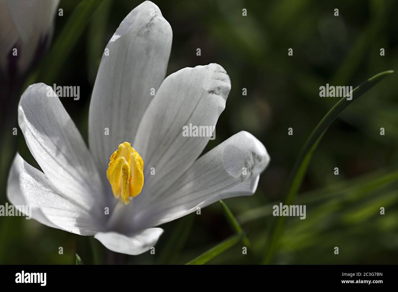 Yellow colchicum hi-res stock photography and images - Alamy