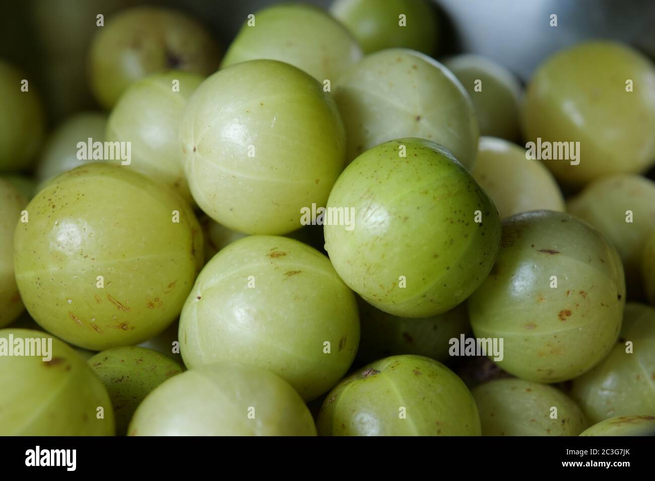 Beautiful green in Indian Gooseberry in Kerala Stock Photo - Alamy