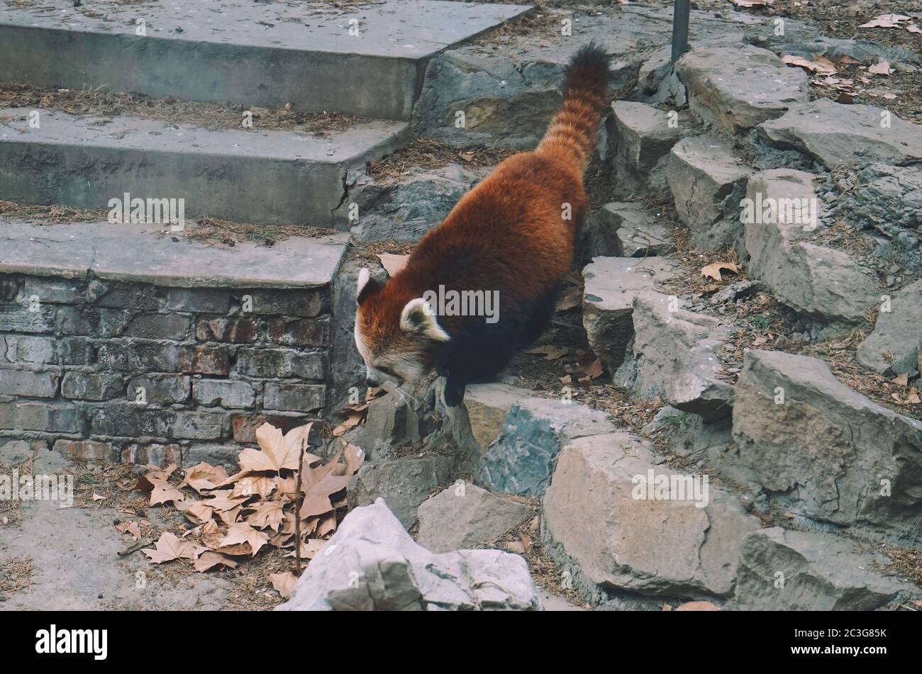 Cute red panda playing near concrete stairs at the zoo Stock Photo - Alamy