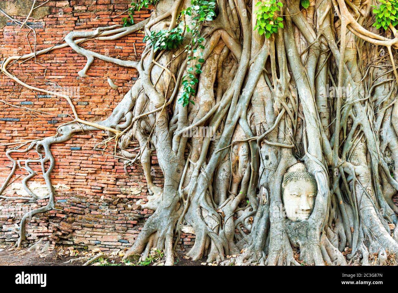 Buddha head in tree roots at brick wall Stock Photo - Alamy