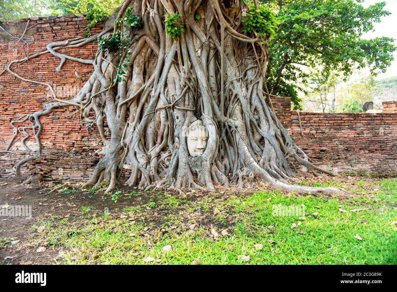 Tree of buddha hi-res stock photography and images - Alamy
