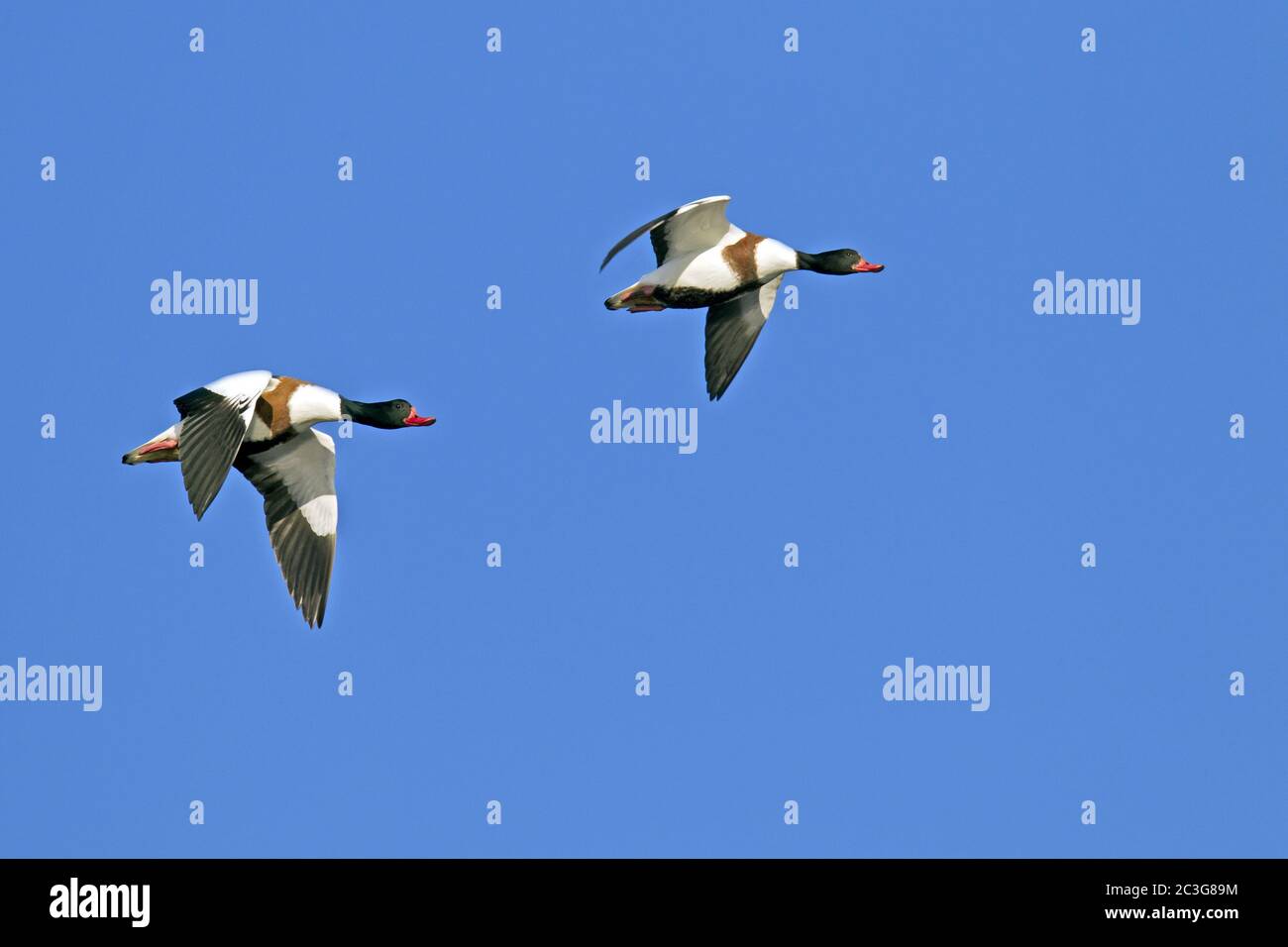 Common Shelduck drake and female Stock Photo - Alamy