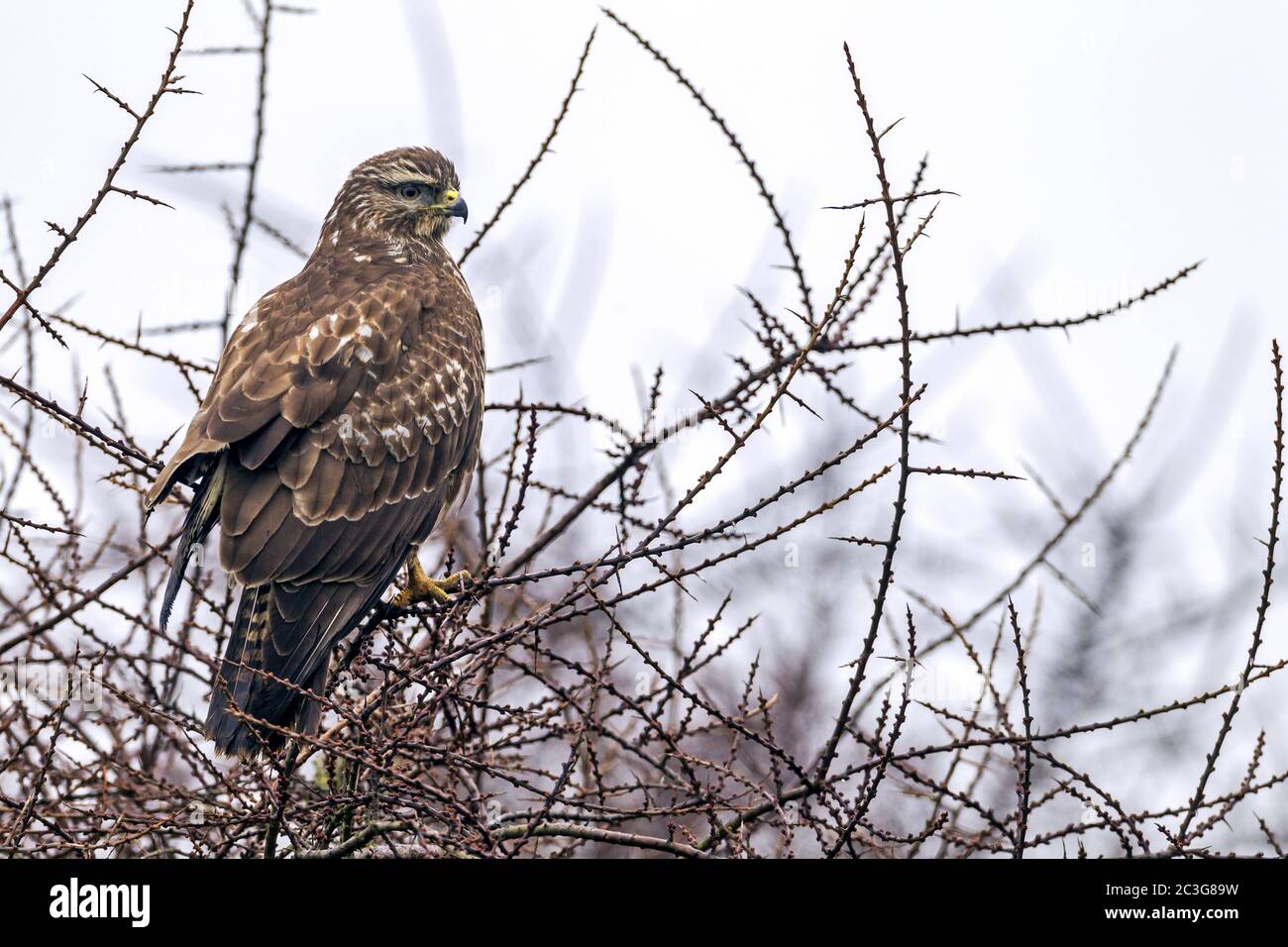 European Buzzard - Common Buzzard sits in a Sea Buckthorn / Buteo buteo ...