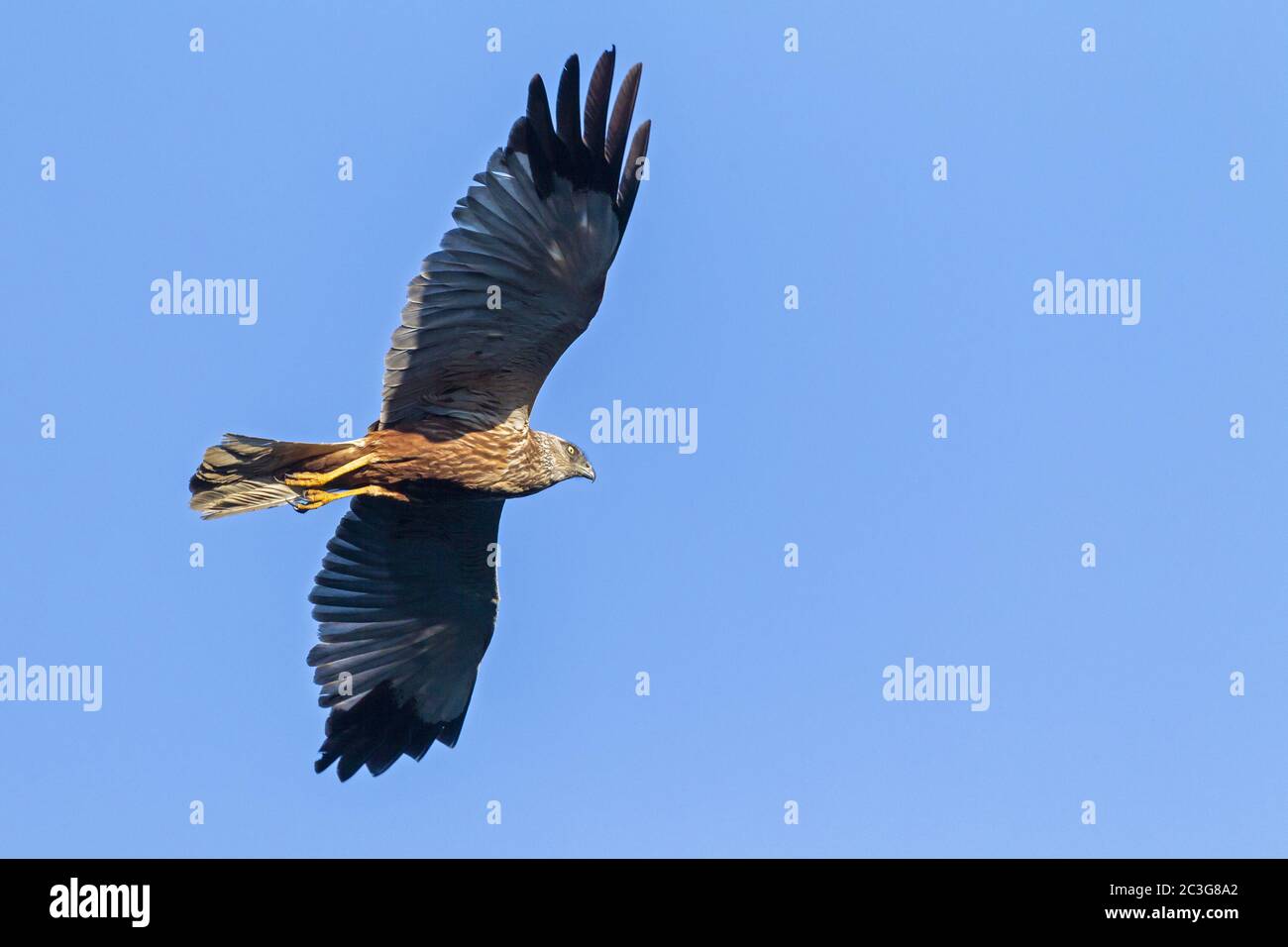 Eastern marsh harrier hi-res stock photography and images - Alamy