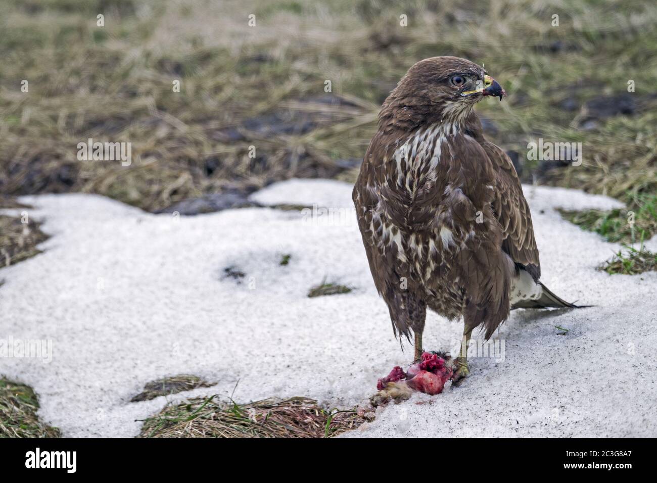 European Buzzard - Common Buzzard with a preyed leveret Stock Photo - Alamy