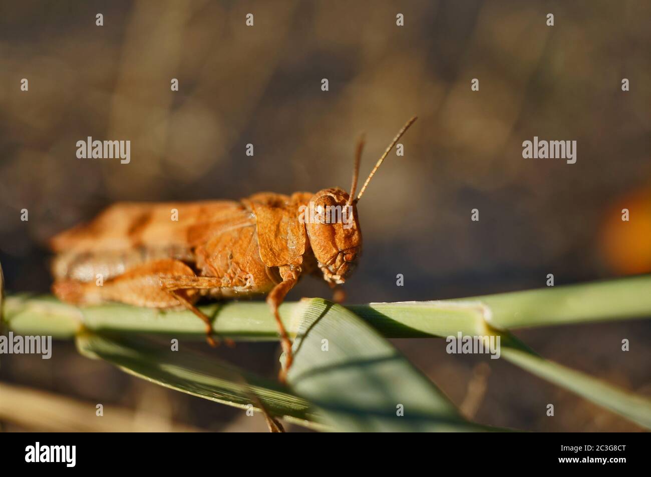 Close up view of grasshopper hi-res stock photography and images - Alamy