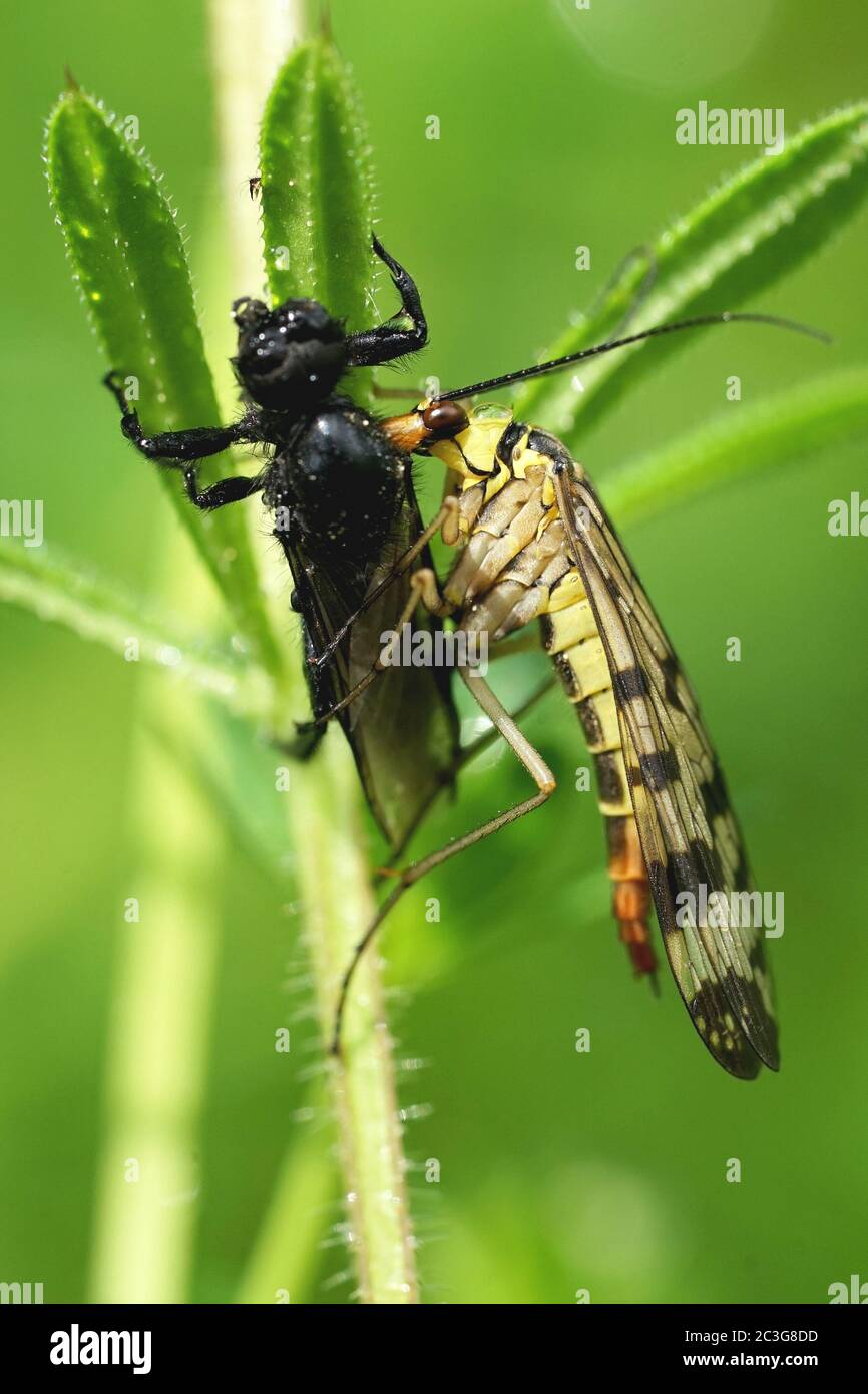 Close up of a scorpion fly Stock Photo - Alamy