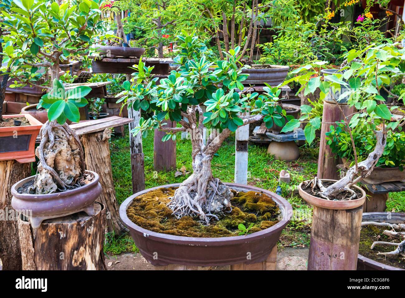 Bonsai trees in old pots in oriental garden Stock Photo - Alamy