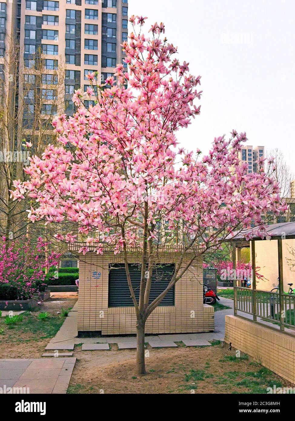 Beautiful blooming cherry tree in front of a modern building Stock ...