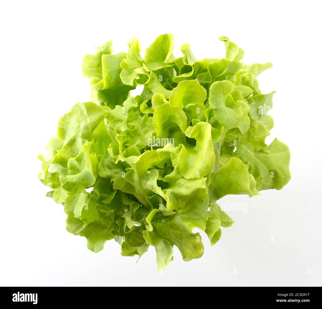 Green oak hi-res stock photography and images - Alamy