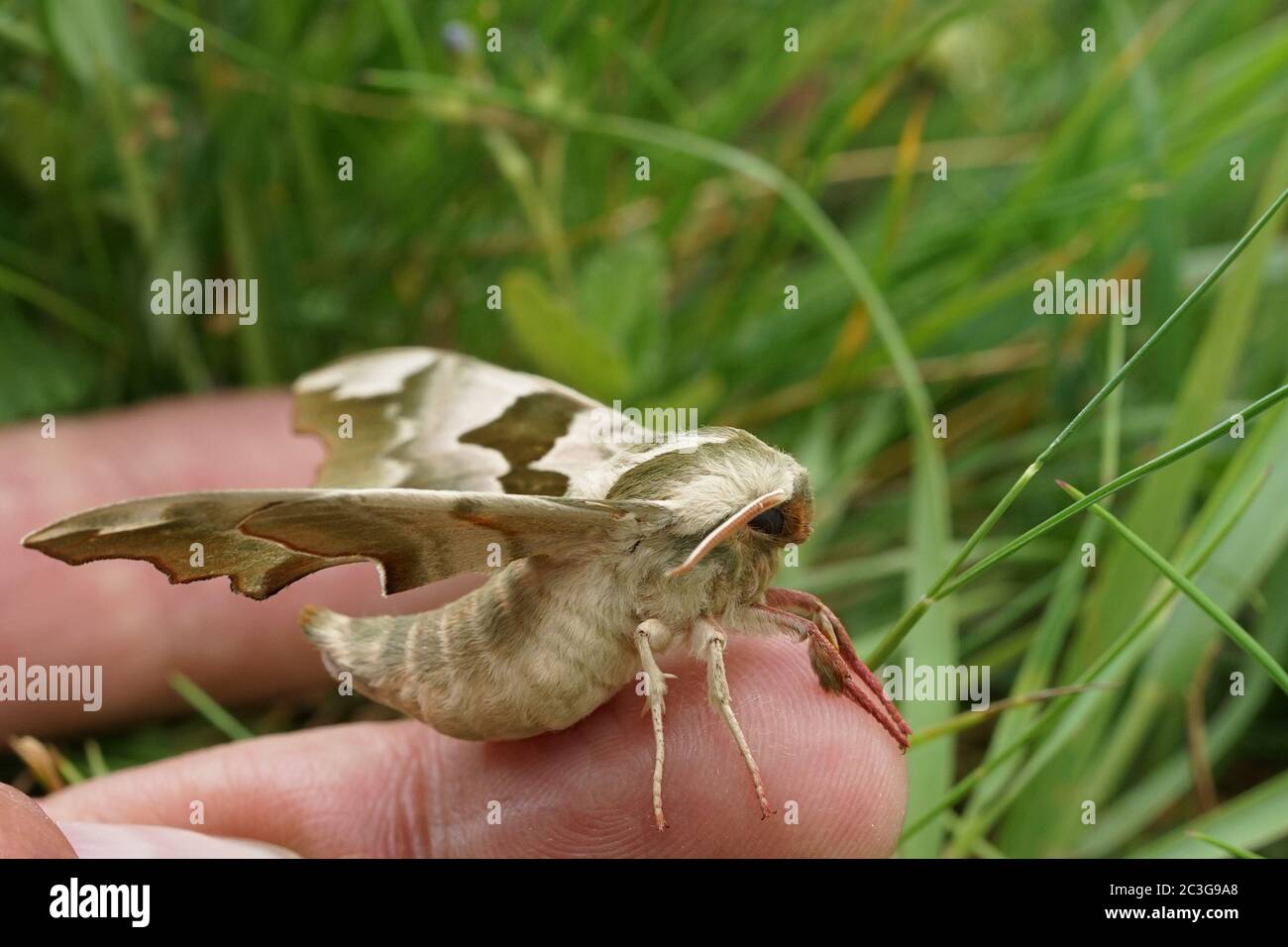 Moth up close hi-res stock photography and images - Alamy