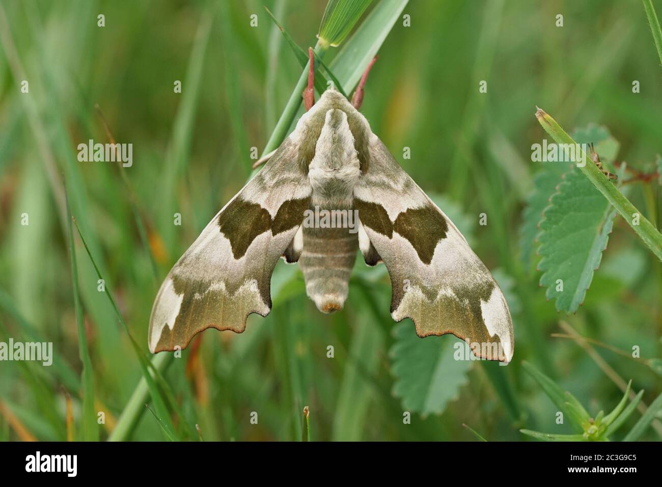 Close up of a lime hawk moth Stock Photo - Alamy
