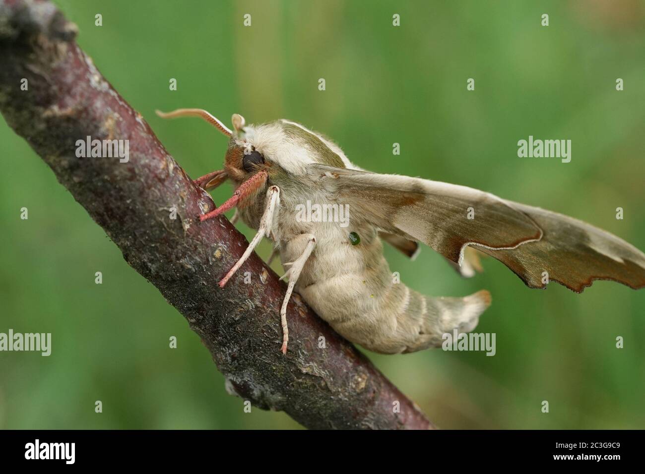 Moths up close hi-res stock photography and images - Alamy