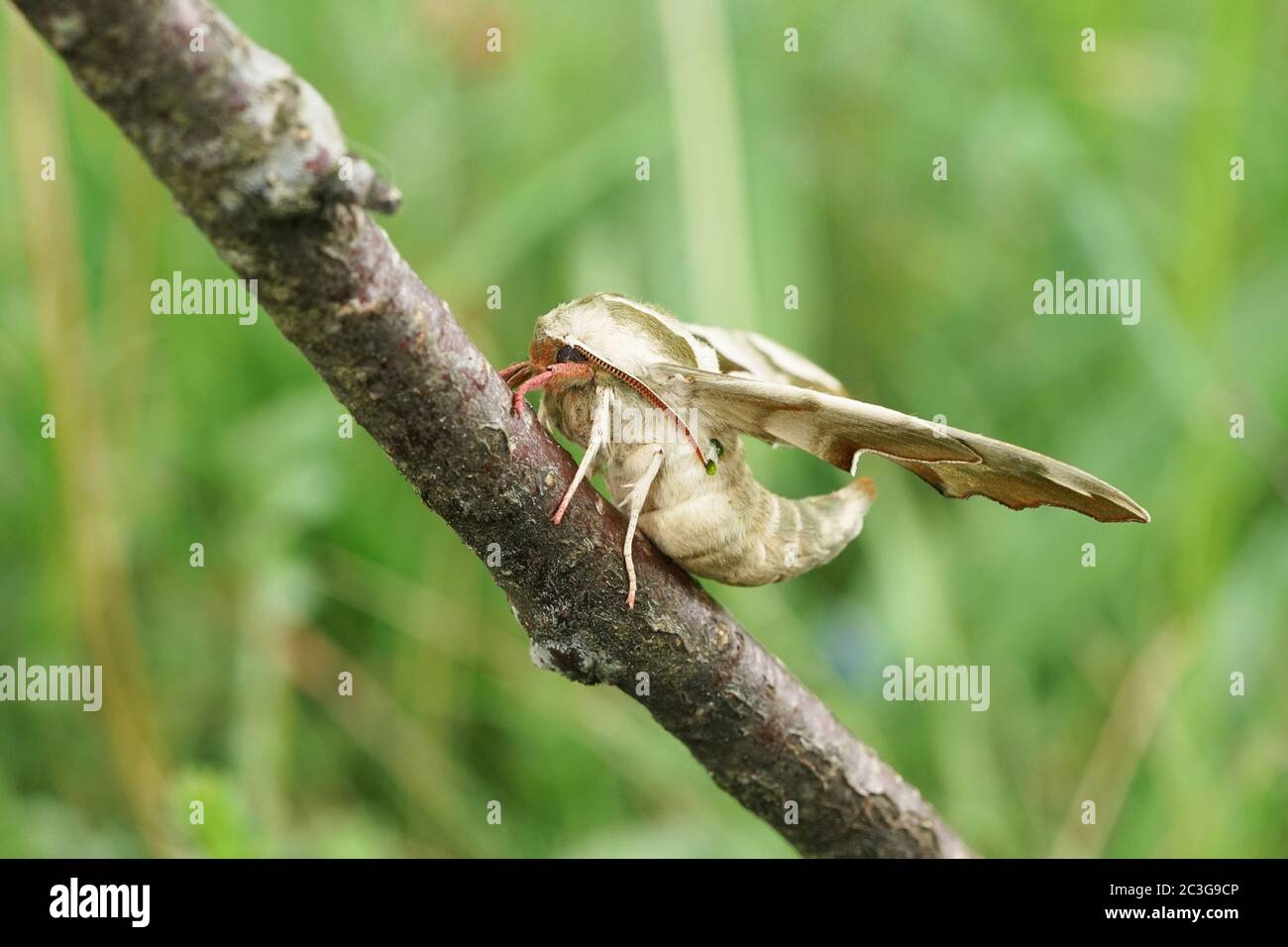 Close up of a lime hawk moth Stock Photo - Alamy