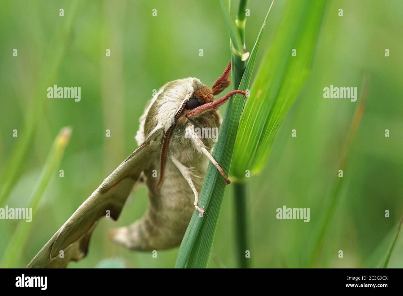 Haw moth hi-res stock photography and images - Alamy