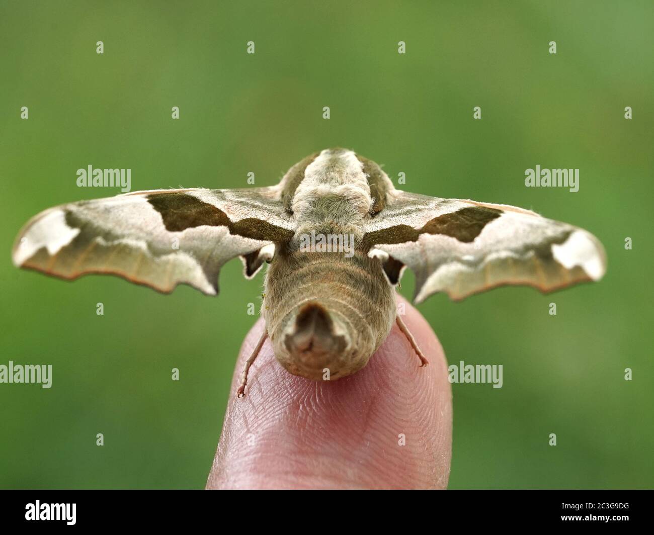Close up of a lime hawk moth Stock Photo - Alamy