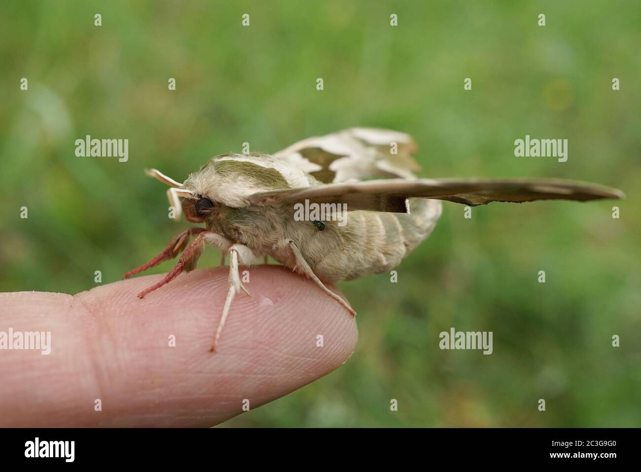 Close up of a lime hawk moth Stock Photo - Alamy