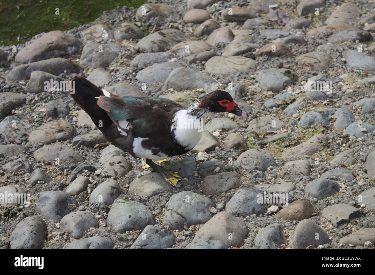A Muscovy Duck native to Central America Stock Photo - Alamy