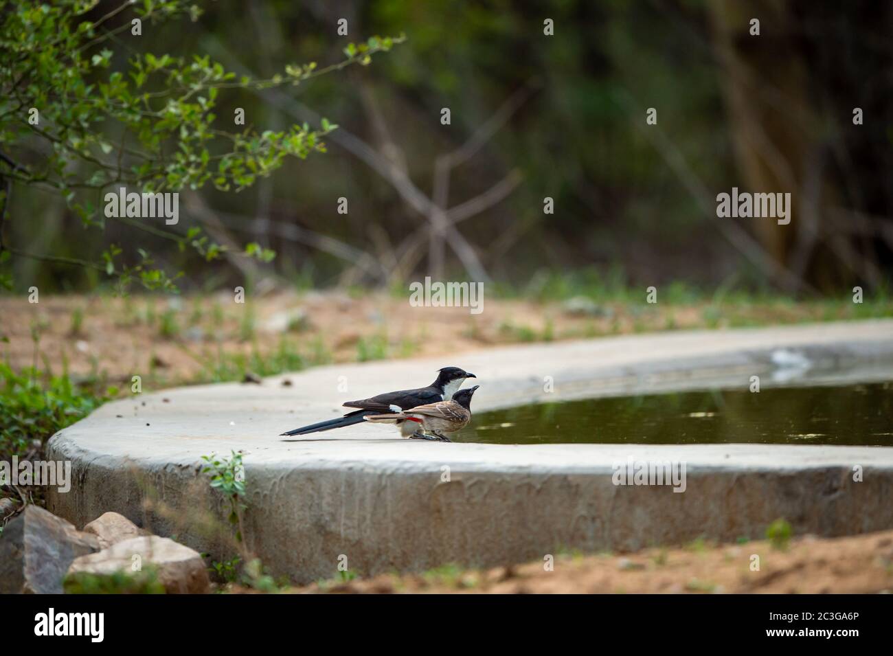 Jacobin cuckoo or pied cuckoo or the pied crested cuckoo or Clamator ...