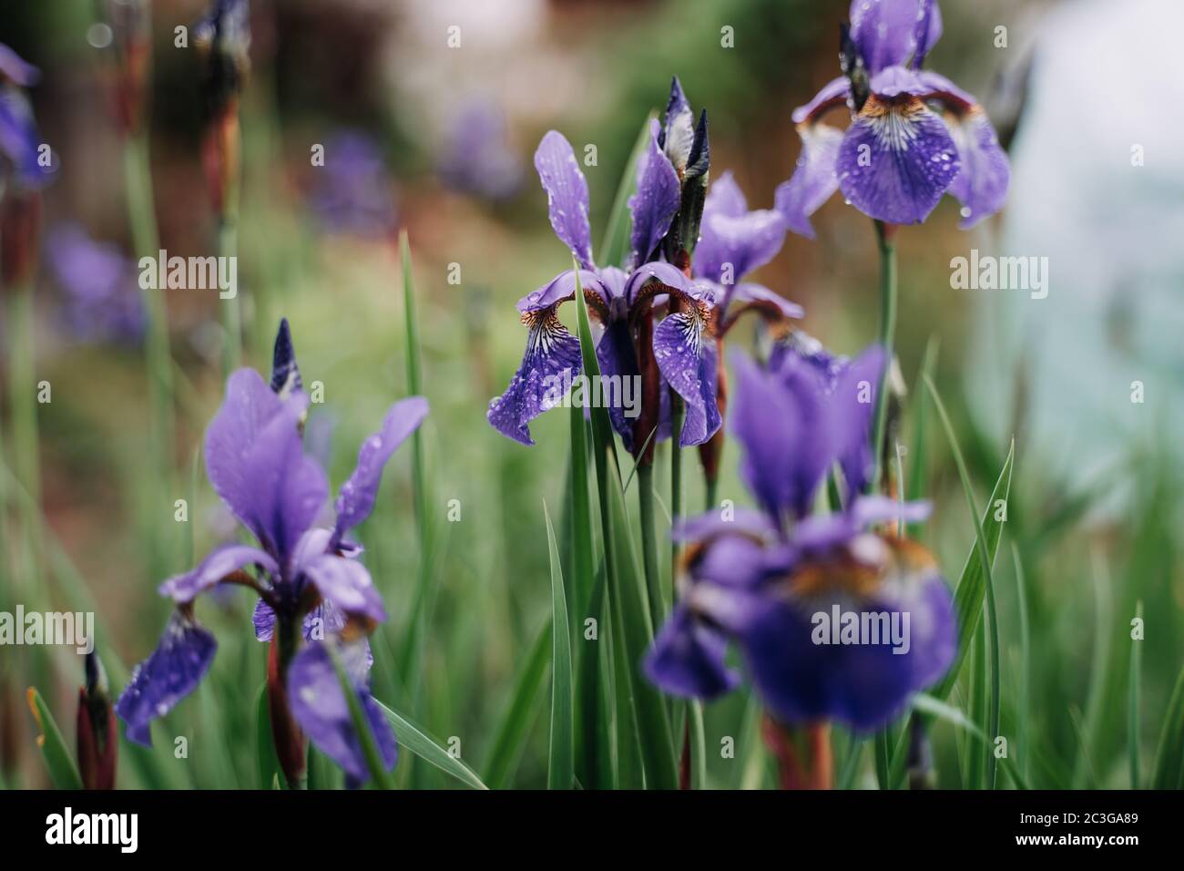 Northern Blue Flag flower growing amongst the marsh grass. Also known ...