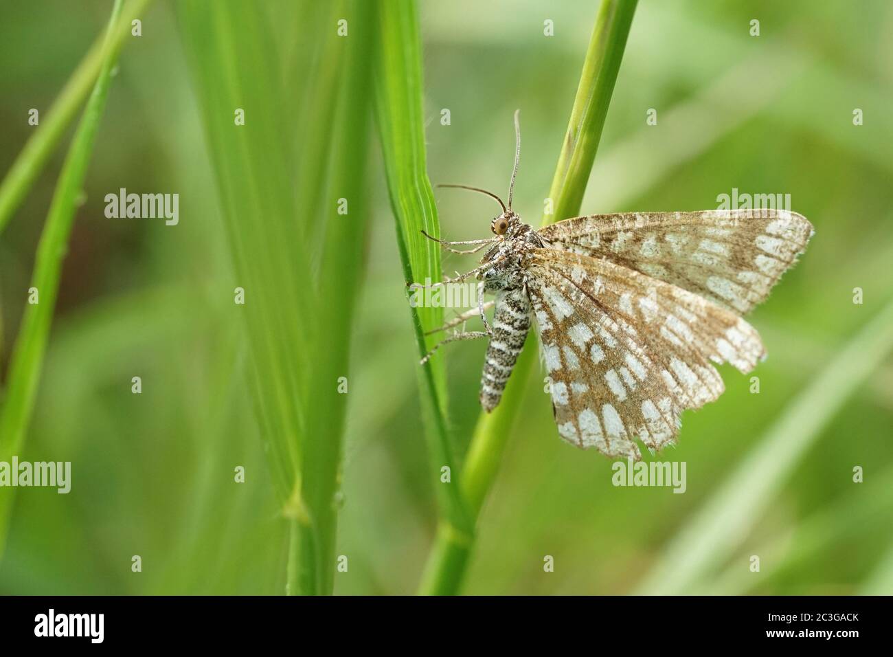 Close up butterfly moth hi-res stock photography and images - Alamy