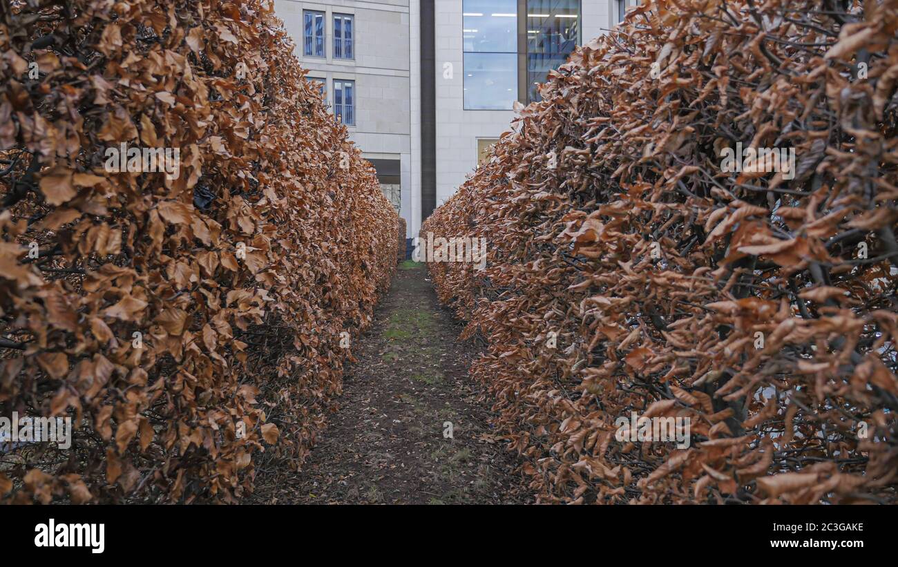 Alley surrounded by natural fences in the Rothschildpark park in ...