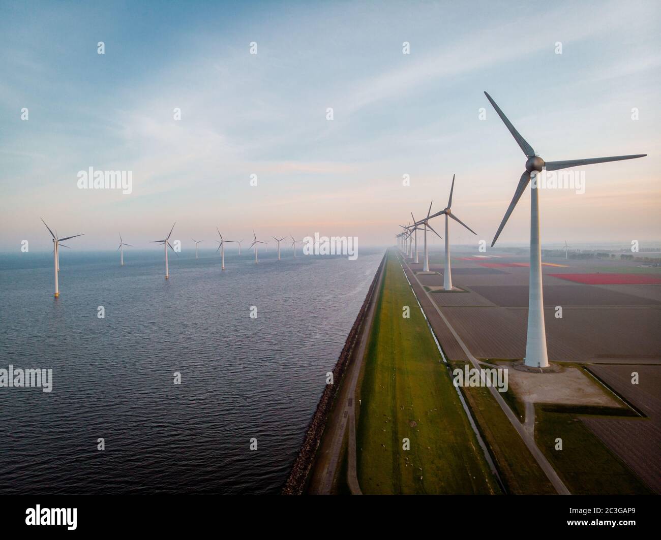 Drone flying over windmill farm with colorful tulip fields in the ...