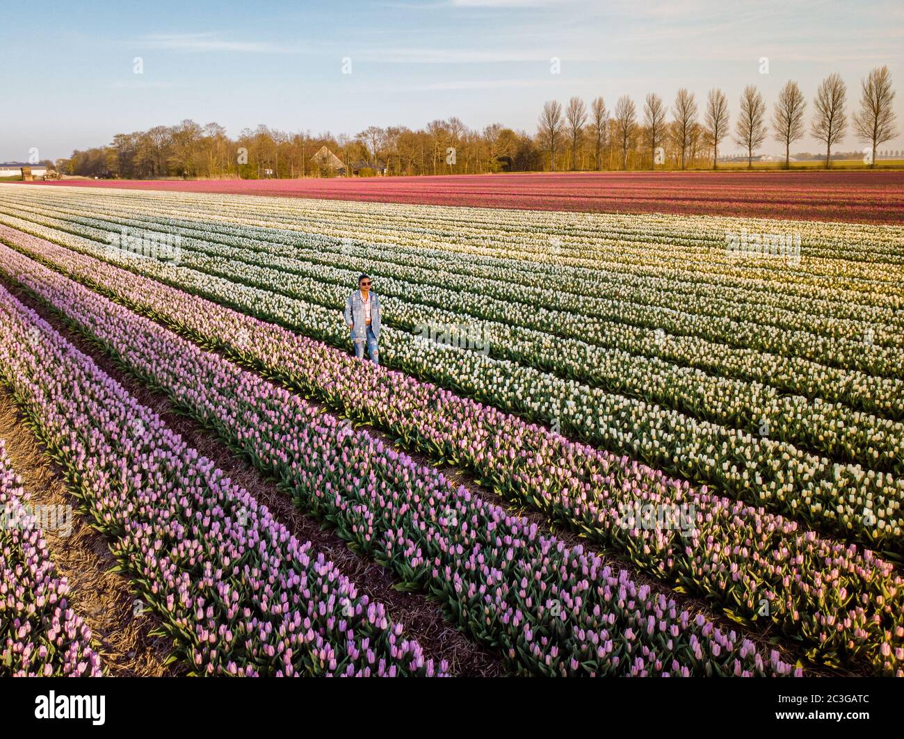 Drone aerial view from above at woman in tulip field, Noordoostpolder ...