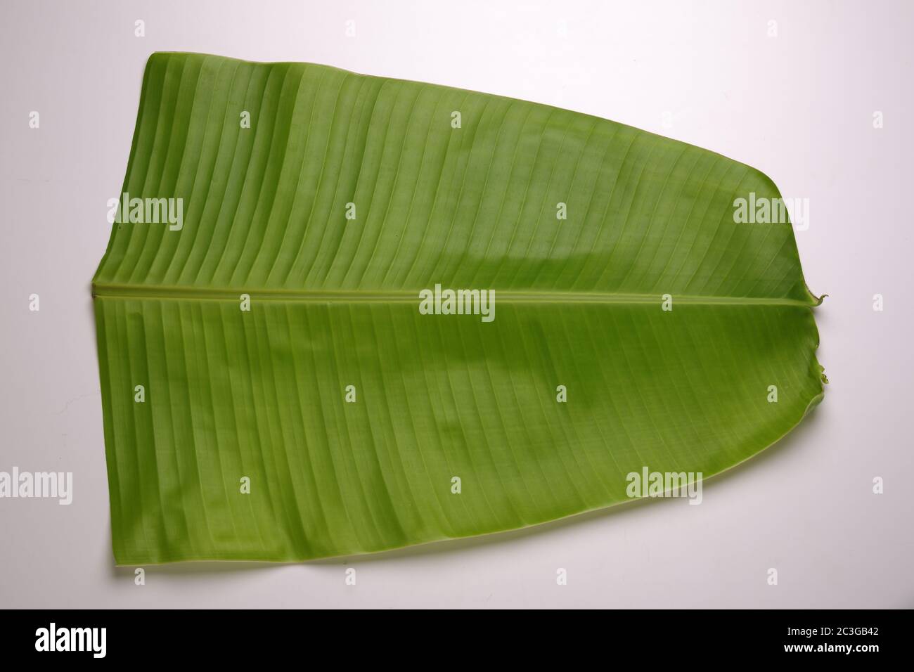Big banana leaf hi-res stock photography and images - Alamy