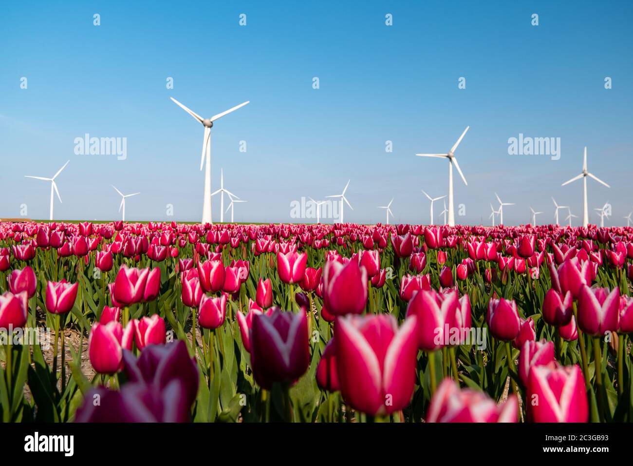 Windmill park turbines, red tulip flower field in the Netherlands, wind ...