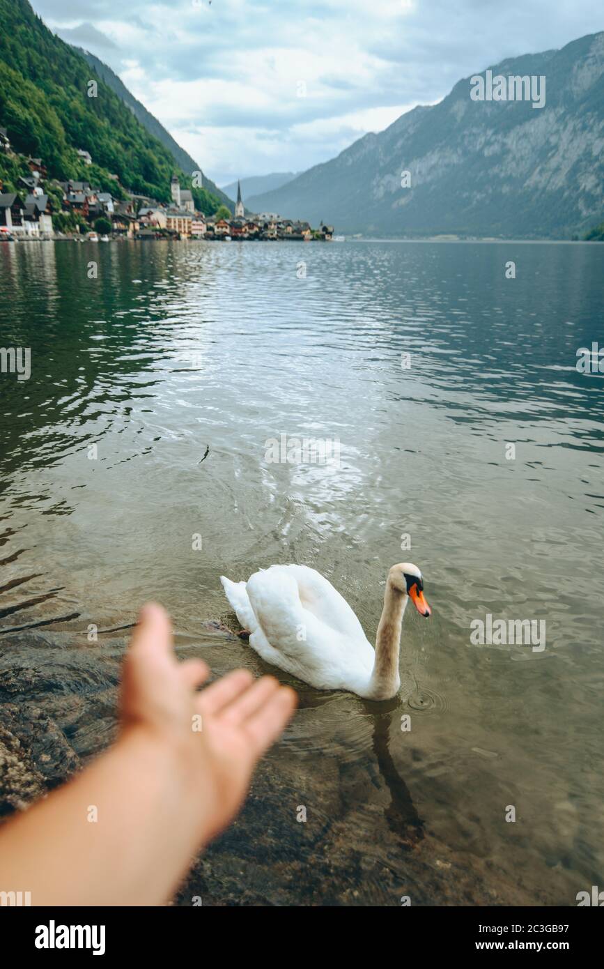 lovely couple swans at lake hallstatt city on background austria Stock ...