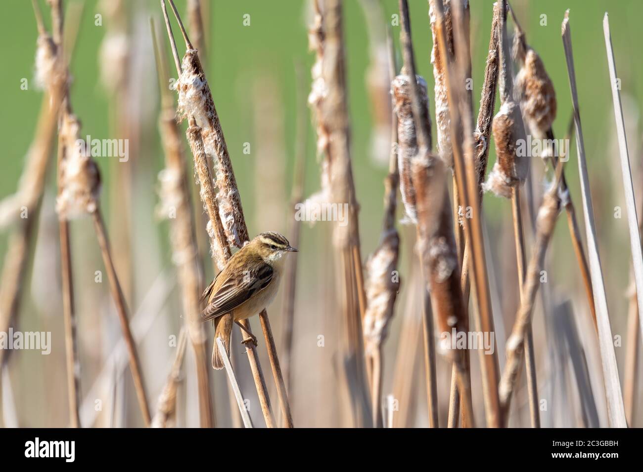 small song bird Sedge warbler, Europe wildlife Stock Photo - Alamy