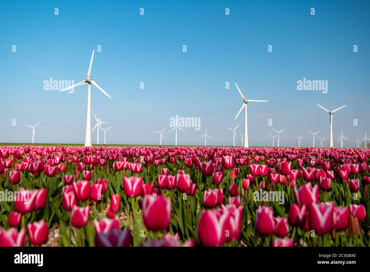 Windmill park turbines, red tulip flower field in the Netherlands, wind ...