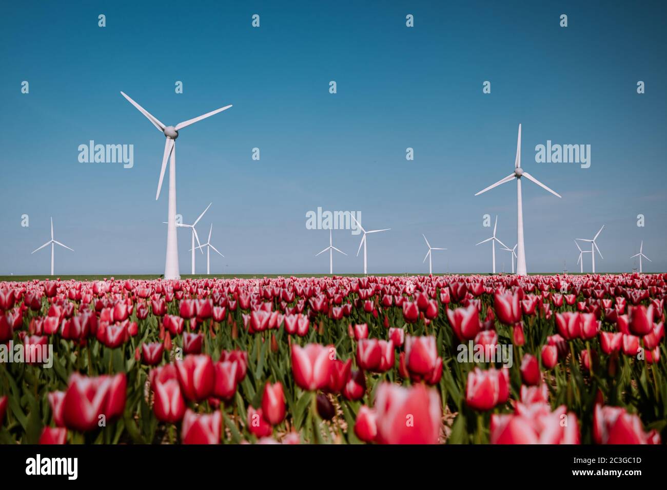 Windmill park turbines, red tulip flower field in the Netherlands, wind ...