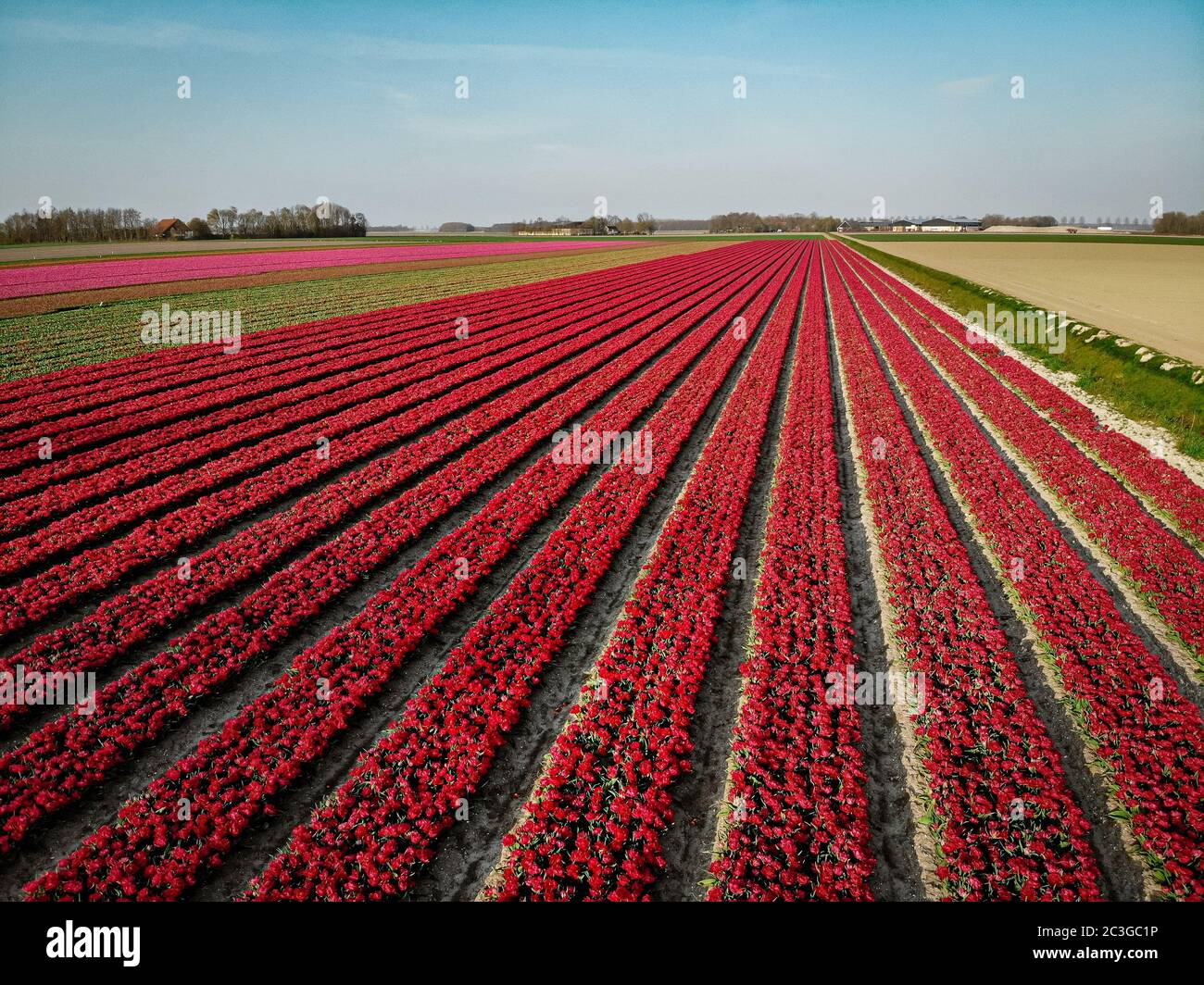 Drone aerial view over tulip fields in Noordoostpolder Netherlands ...