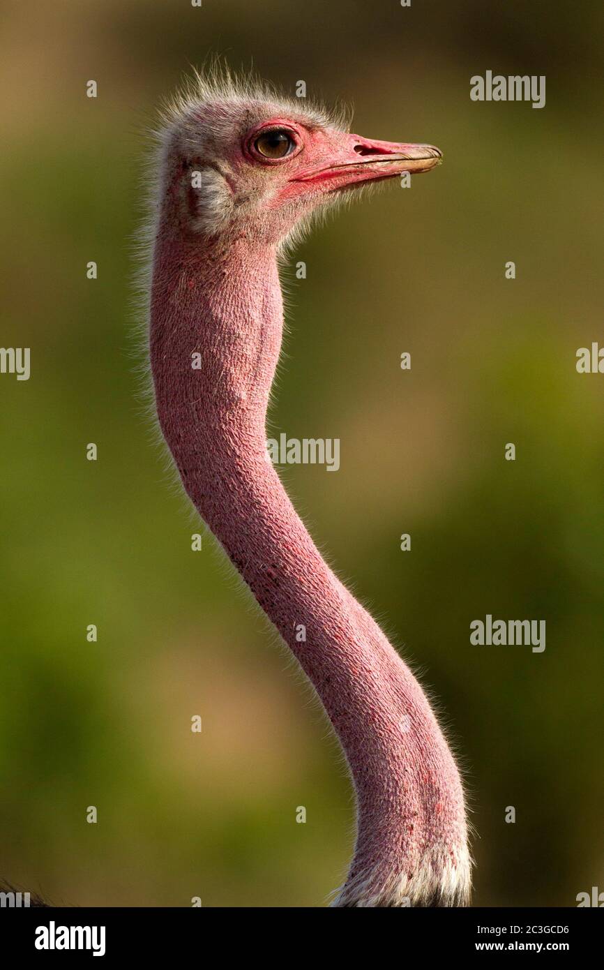 Portrait of Common ostrich Stock Photo - Alamy