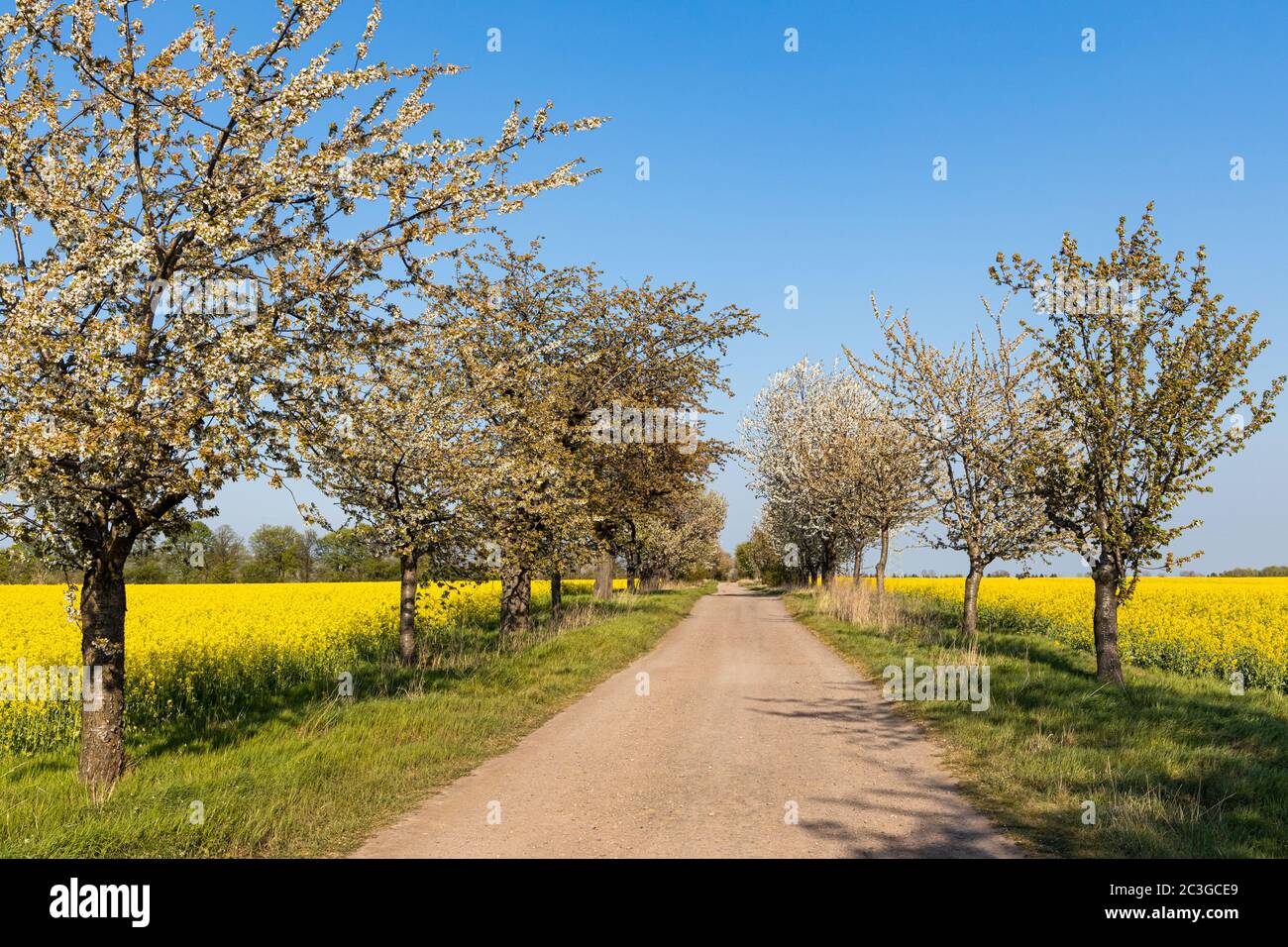 Rape field with tree avenue and field path Stock Photo - Alamy