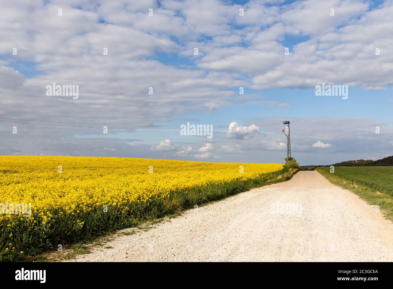 flowering rape field and overhead power line Stock Photo - Alamy