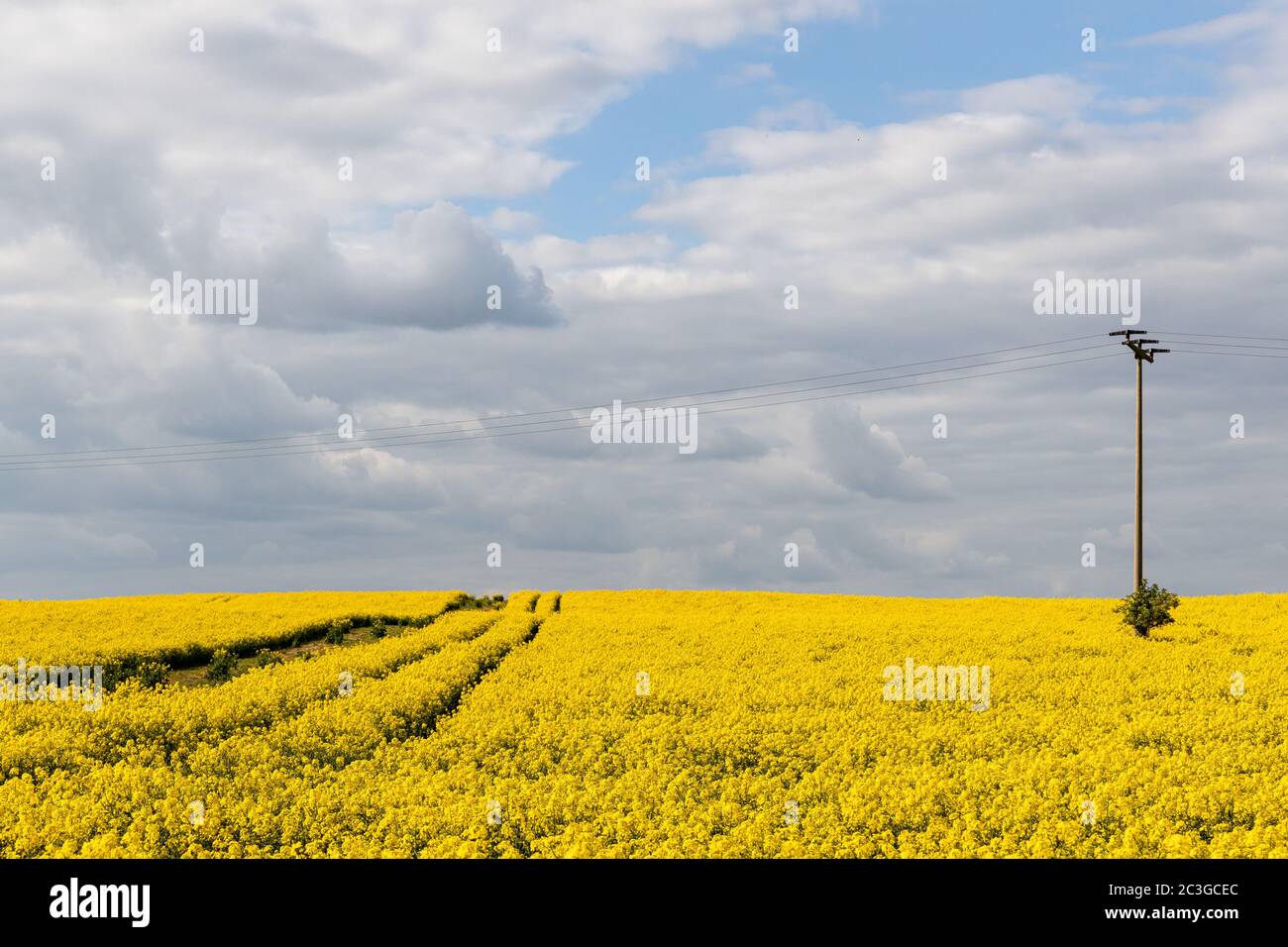 flowering rape field and overhead power line Stock Photo - Alamy