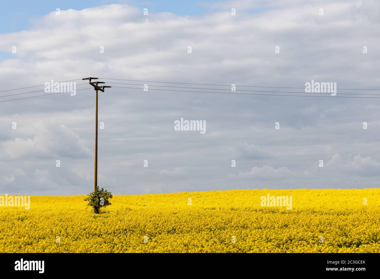 flowering rape field and overhead power line Stock Photo - Alamy