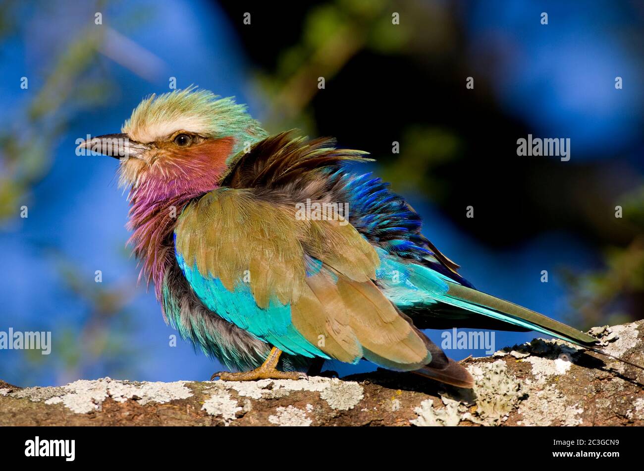 Lilac-breasted Roller (Coracias caudatus Stock Photo - Alamy