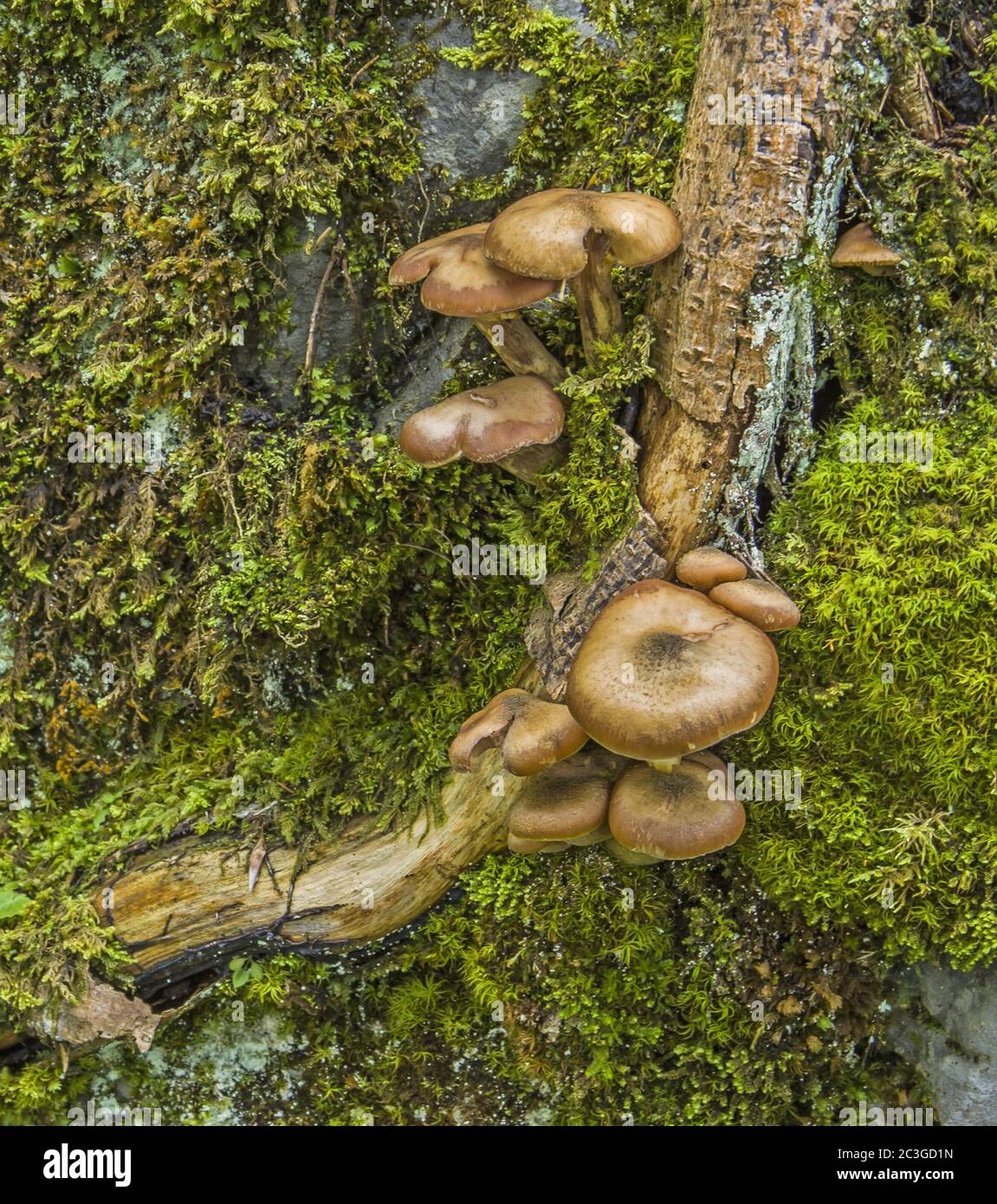 Moss side road hi-res stock photography and images - Alamy