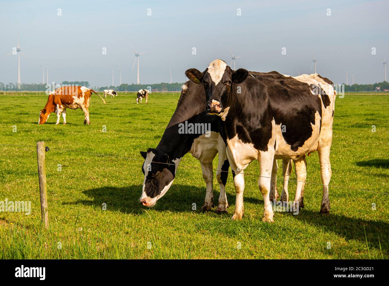 Dutch group of cows outside during sunny Spring weather in the ...