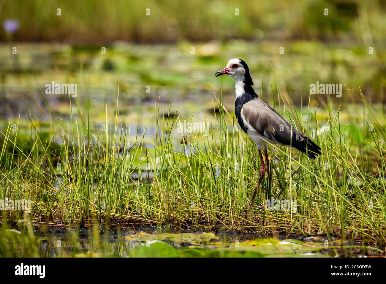 Long Toed Water Bird High Resolution Stock Photography and Images - Alamy
