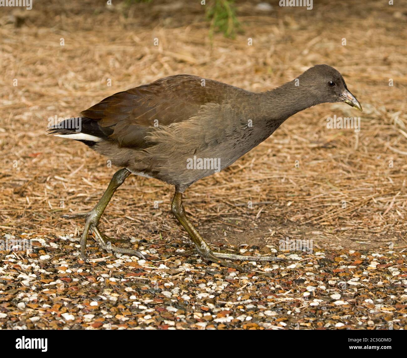 Juvenile Dusky Moorhen, Gallinula tenebrosa, with drab grey / brown ...