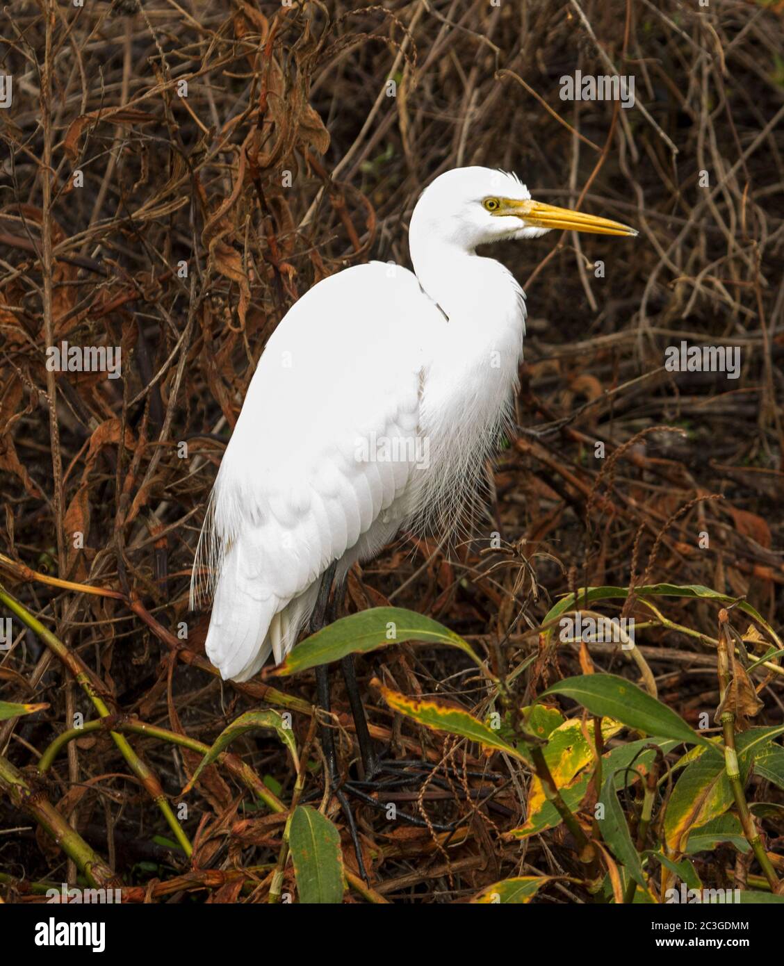 Australian intermediate egrets hi-res stock photography and images - Alamy