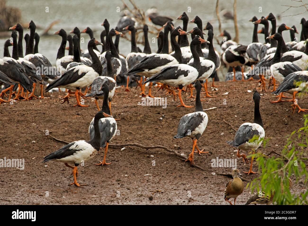 Large flock of magpie geese, Anseranas semipalmata, beside water of ...