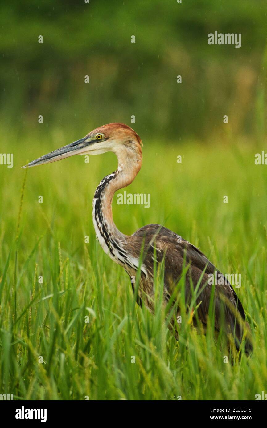 Goliath heron (Ardea goliath Stock Photo - Alamy